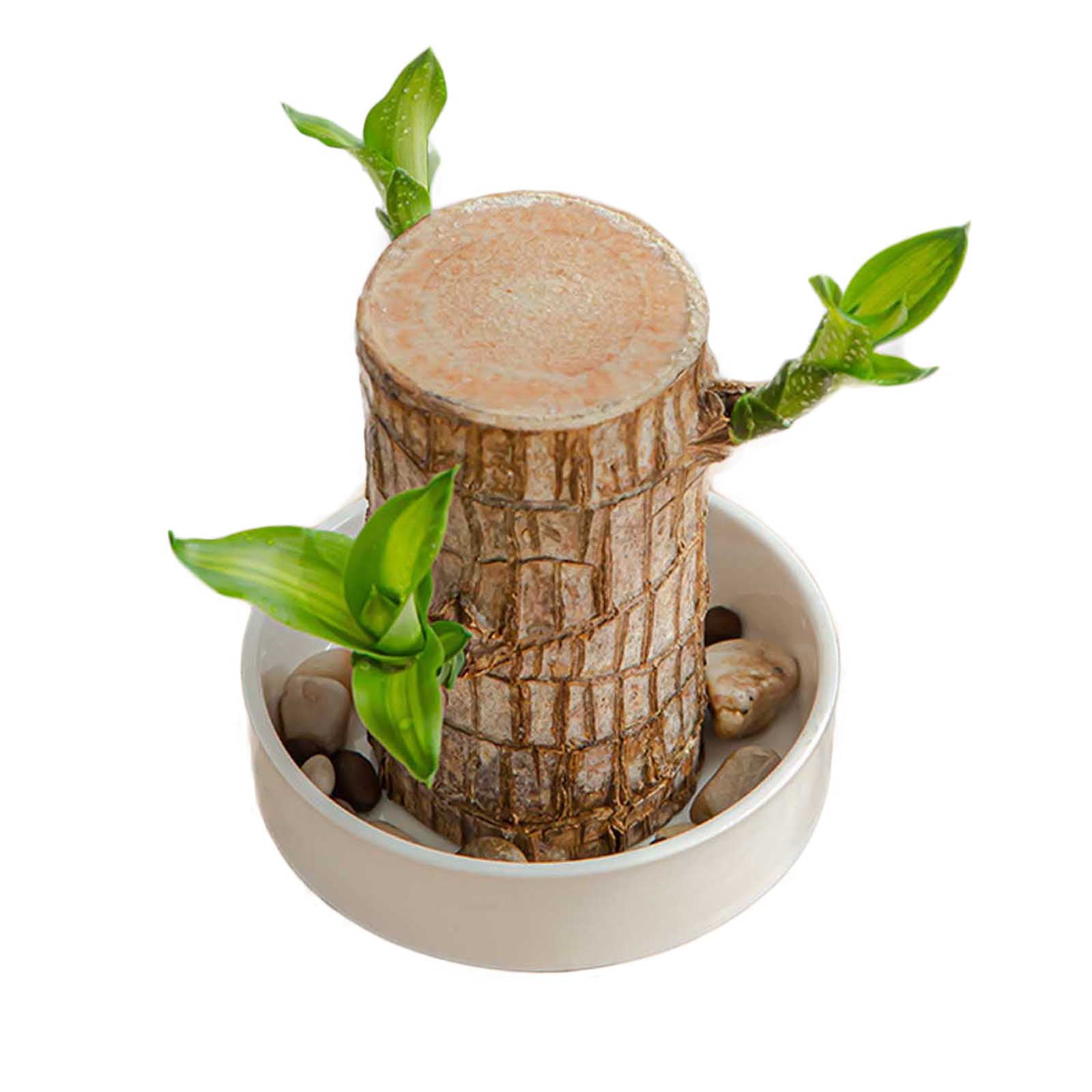 Classic Round Planter Saucer , Brazilian Wood Tray, White Ceramic ...