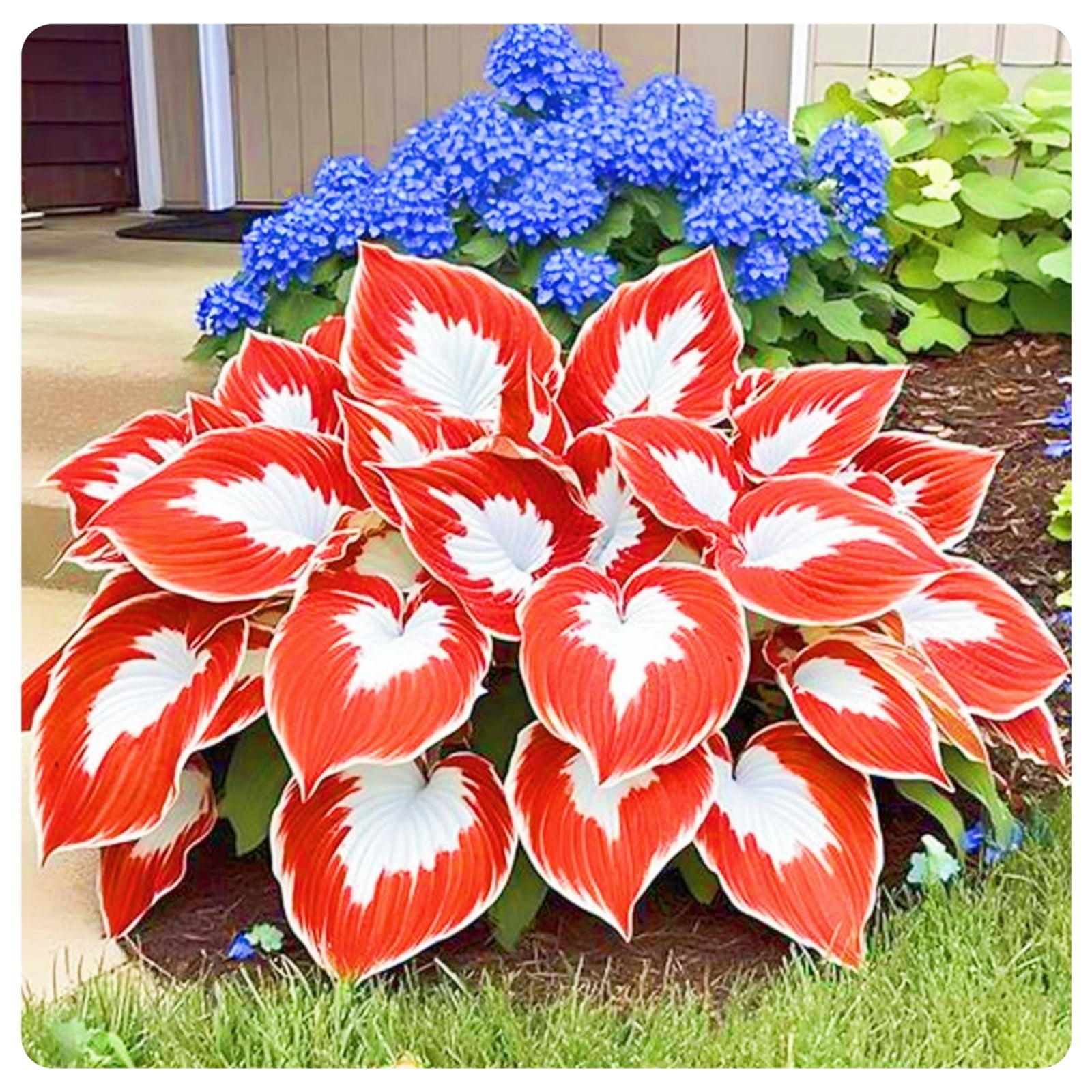 Classic,Variegated Midnight Blue Hosta With Colorful Foliage,Exclusive ...