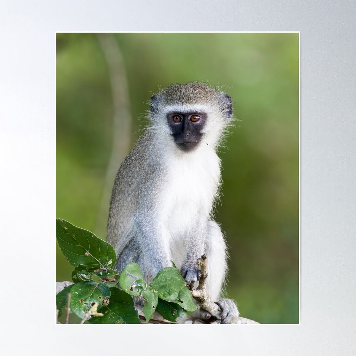 Classic Vervet Monkey Safari Africa T Poster Poster Wall Art, Modern ...