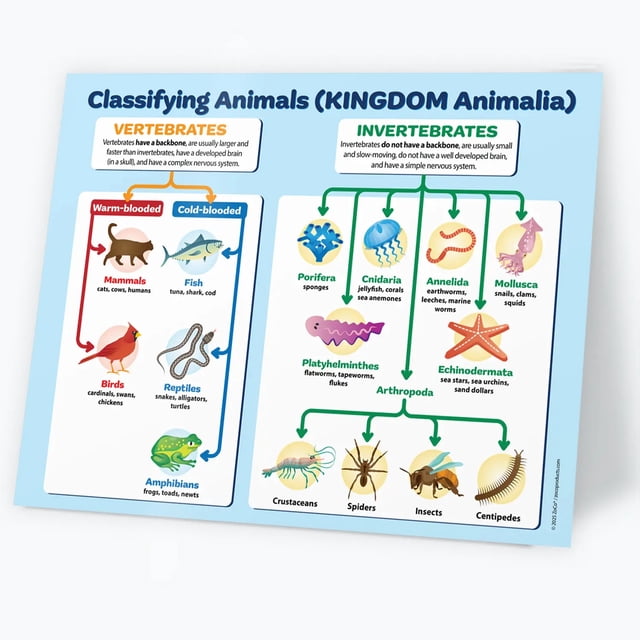 Classification of Animals: Vertebrates Invertebrates - Laminated ...