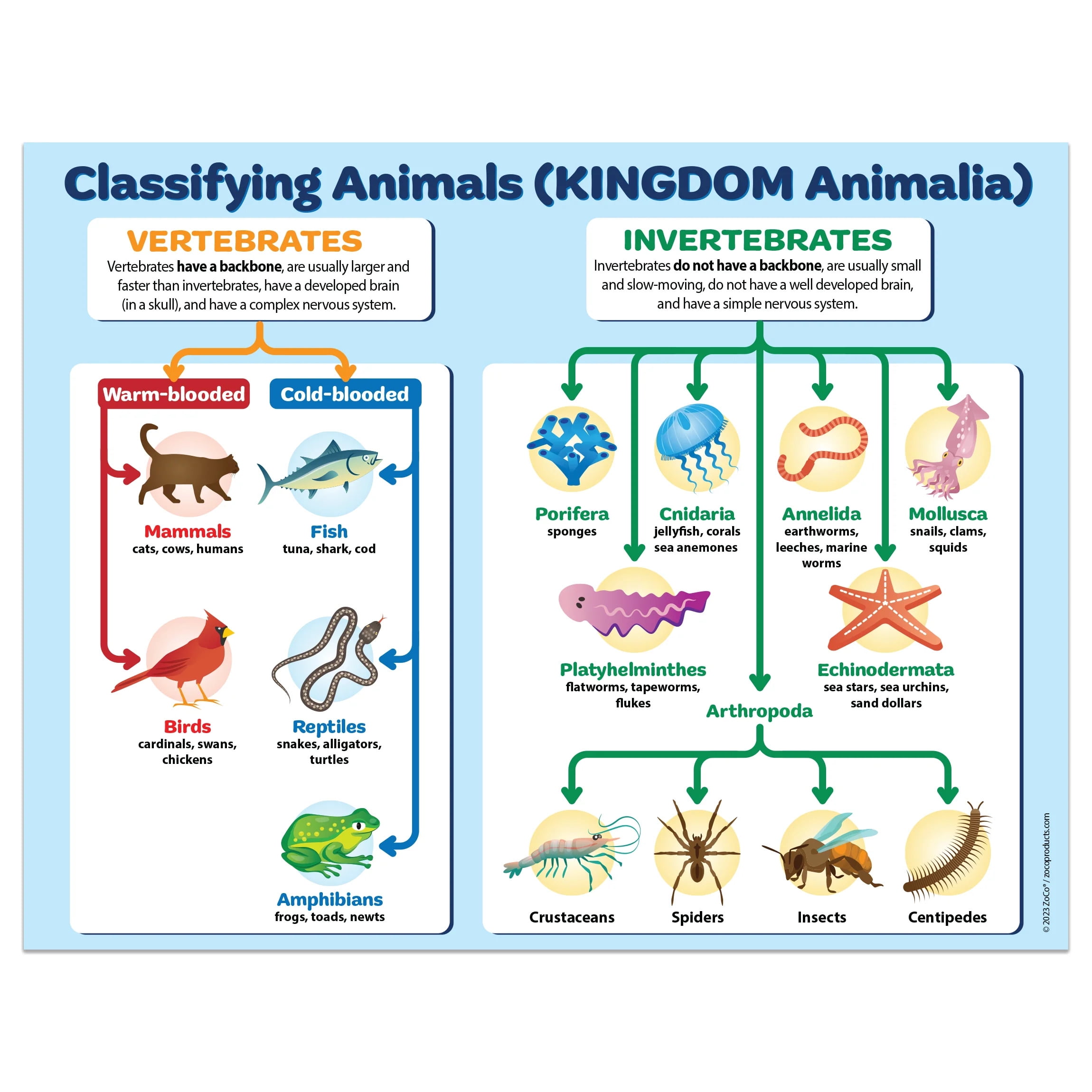 Classification of Animals Biology Poster Chart: Vertebrates ... Classification of Animals Biology Poster Chart: Vertebrates ...