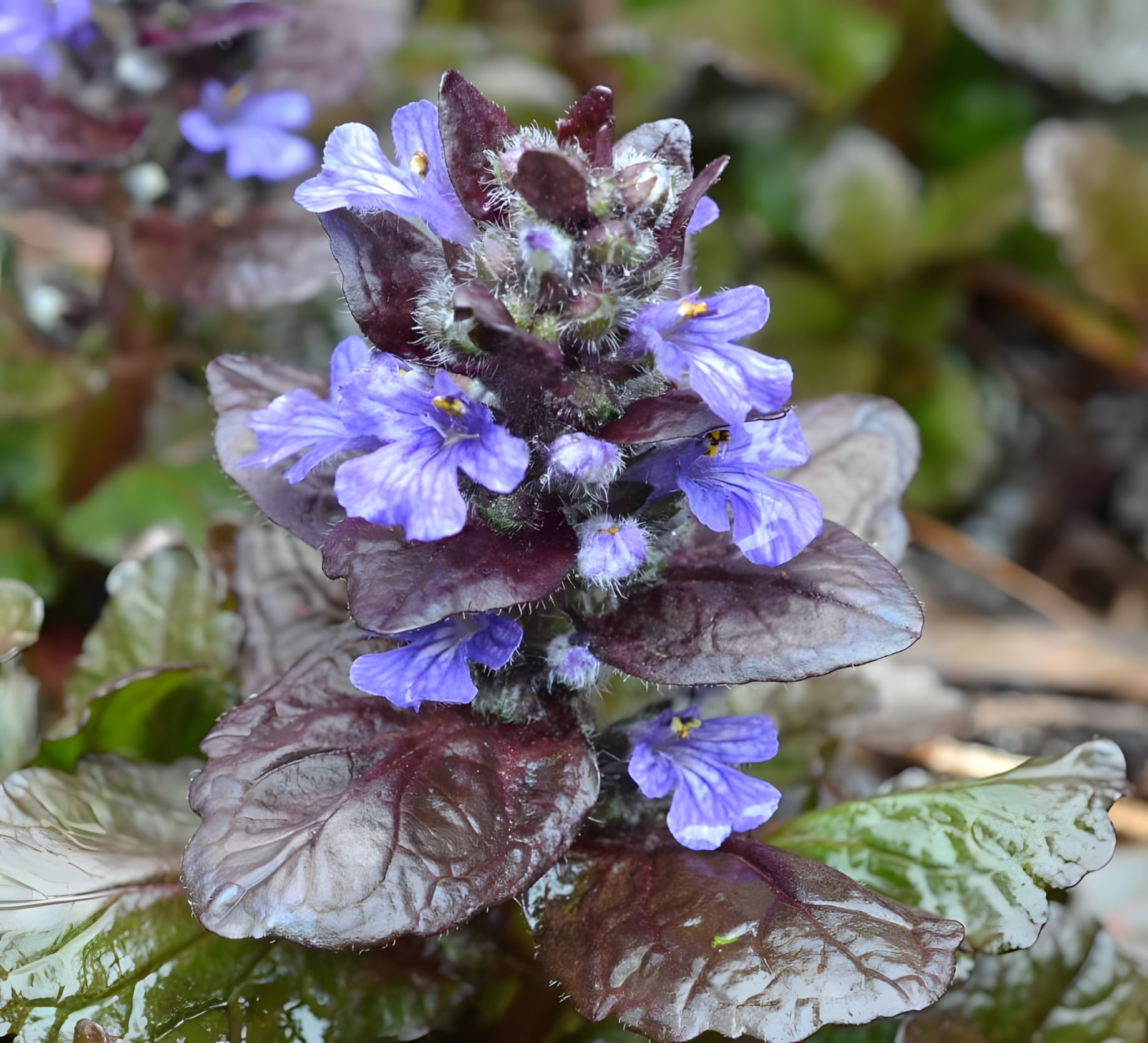 Classy Groundcovers, Ajuga reptans 'Chocolate Chip', 'Valfredda', A ...