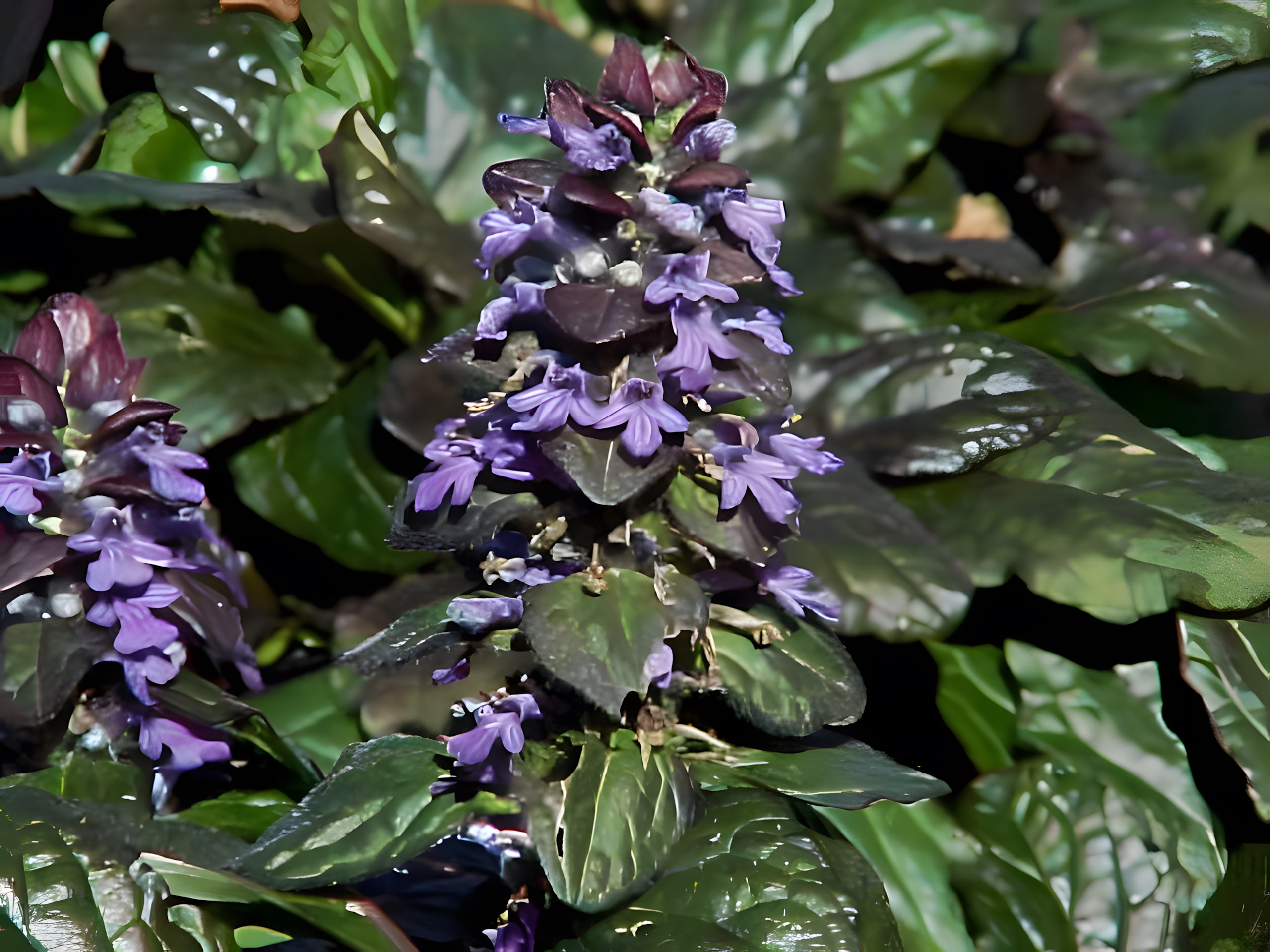 Classy Groundcovers, Bugleweed 'Bronze Beauty', Carpet Bugle, Bugleherb ...