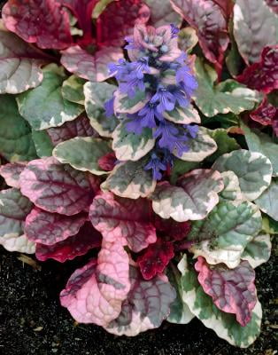 Classy Groundcovers, Bugleweed 'Burgundy Glow', Creeping Carpet Bugle ...