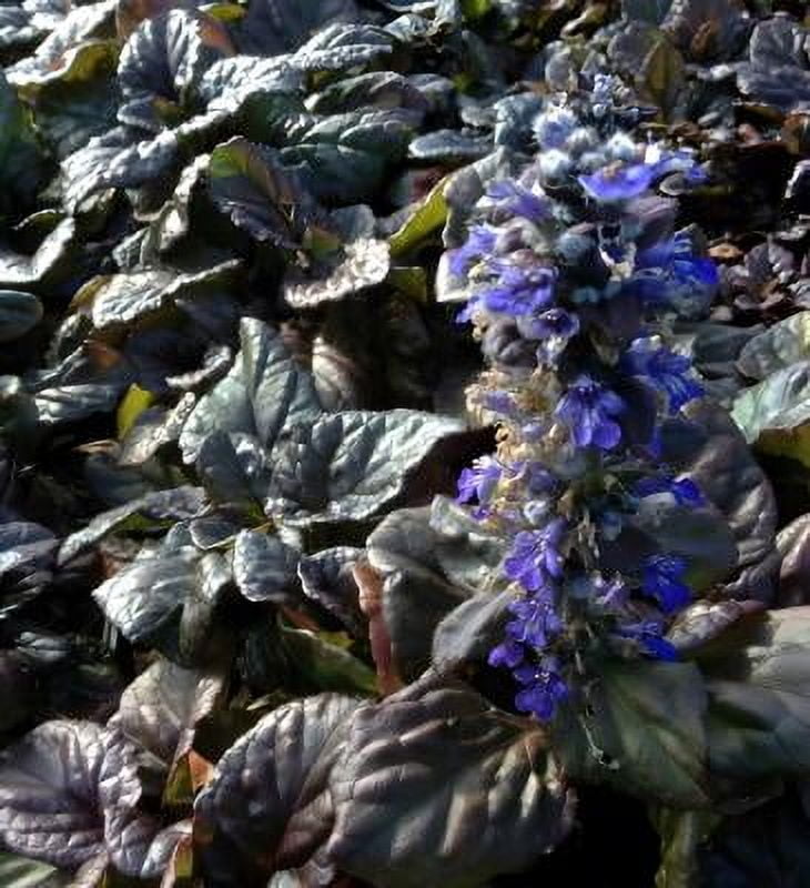 Classy Groundcovers, Bugleweed 'Catlin's Giant', Giant Bugleherb ...