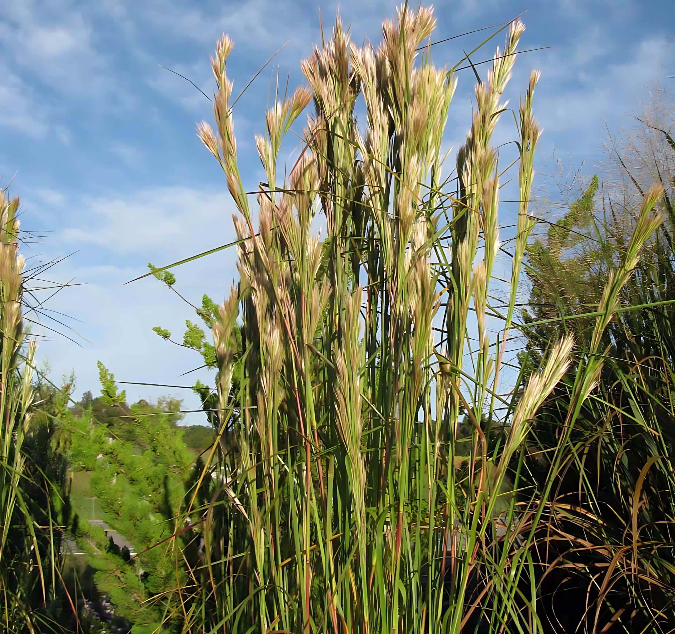 Classy Groundcovers, Bushy Beard Bluestem, Bushy Bluestem, Broomsedge ...