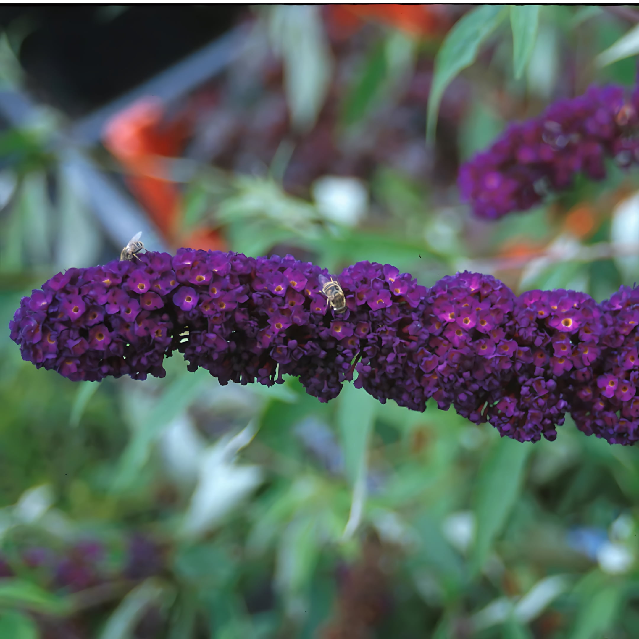 Classy Groundcovers, Butterfly Bush 'Black Knight', Golden Summer Lilac ...