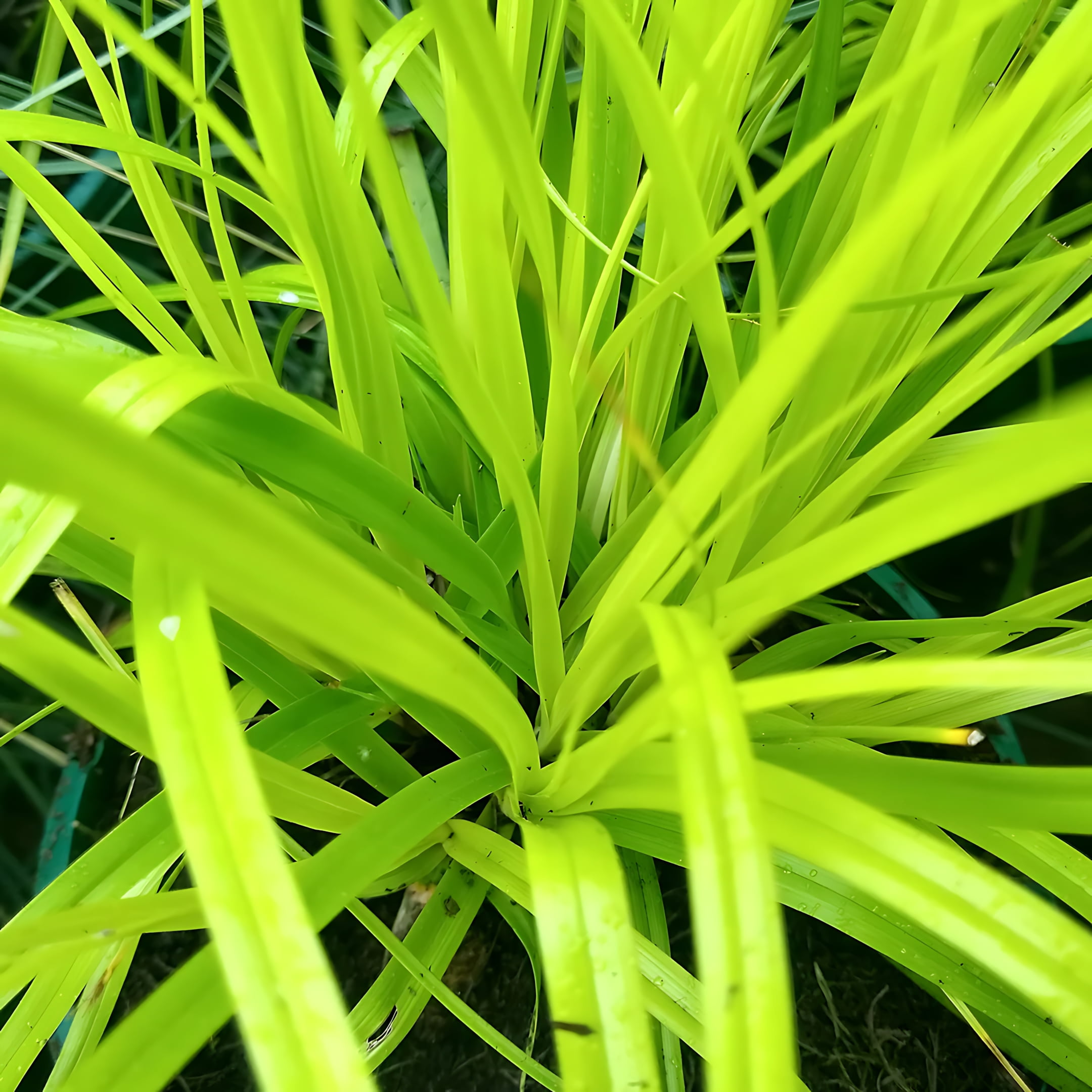 Classy Groundcovers, Carex oshimensis EVERCOLOR 'Everillo', 'CarFit02 ...