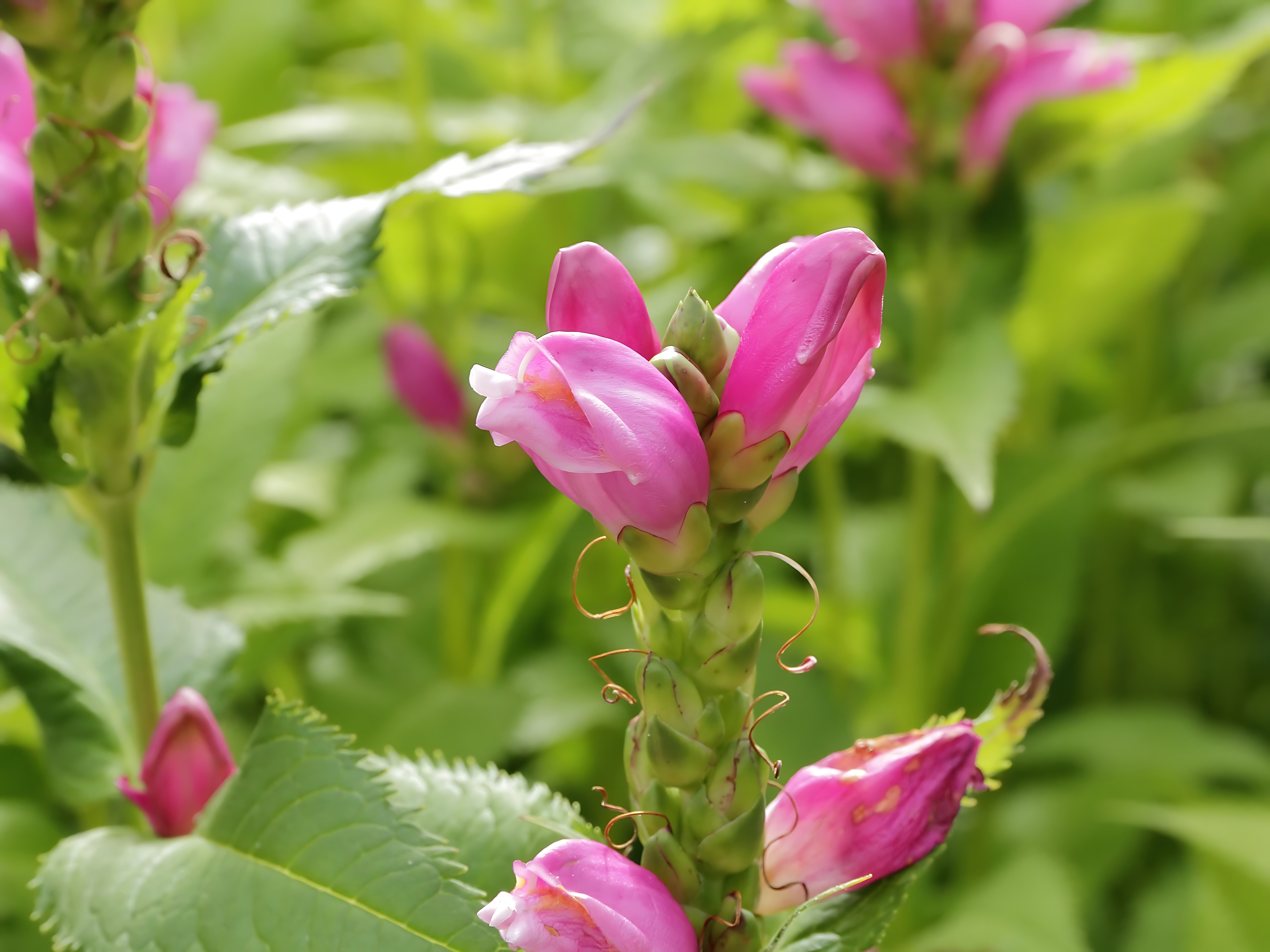 Classy Groundcovers, Chelone lyonii 'Tiny Tortuga', Chelone obliqua ...