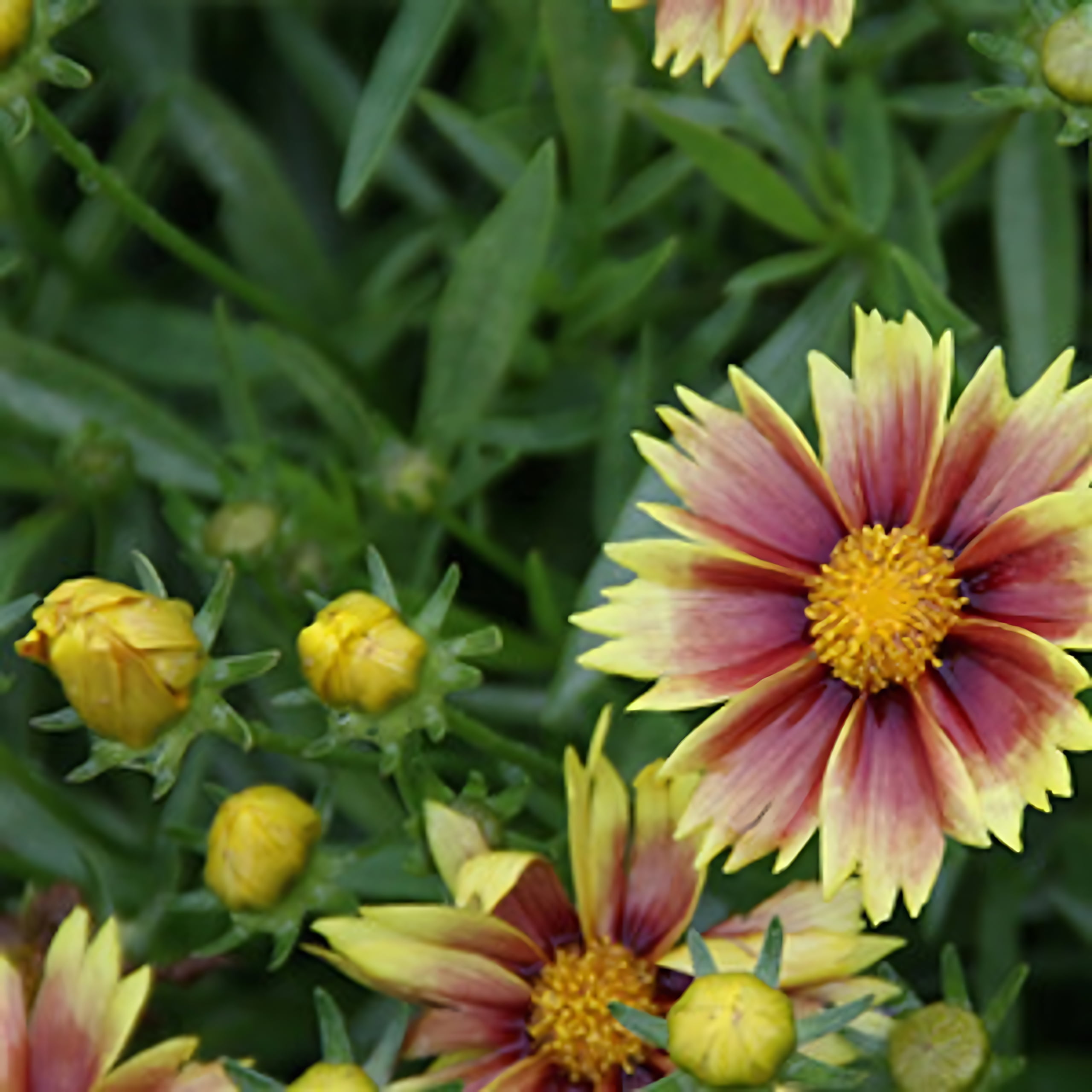 Classy Groundcovers, Coreopsis LI'L BANG 'Enchanted Eve' (tray of 72 ...