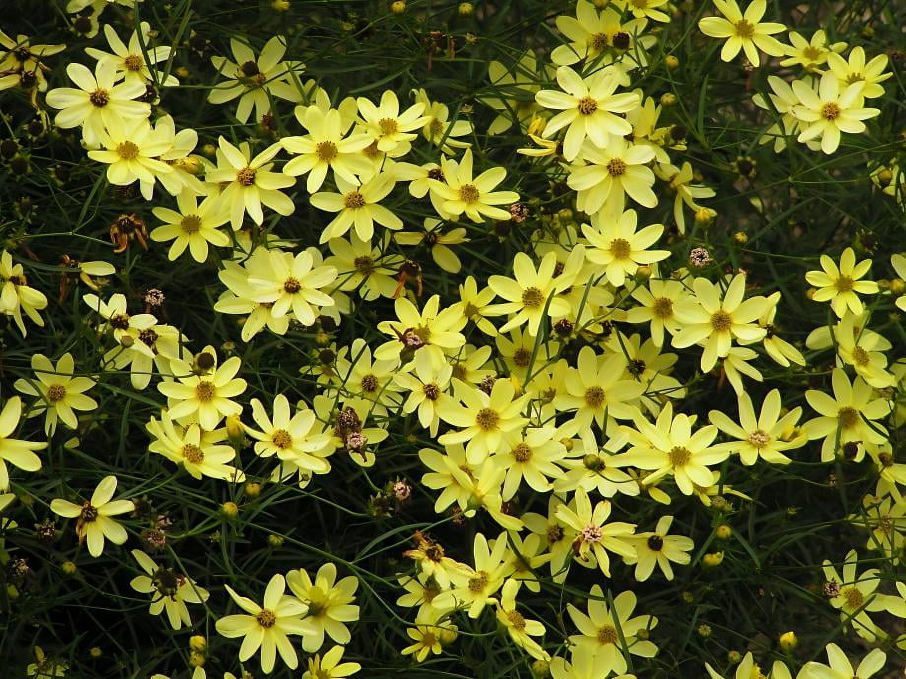 Classy Groundcovers, Coreopsis 'Moonbeam', Tickseed, Thread Leaved ...