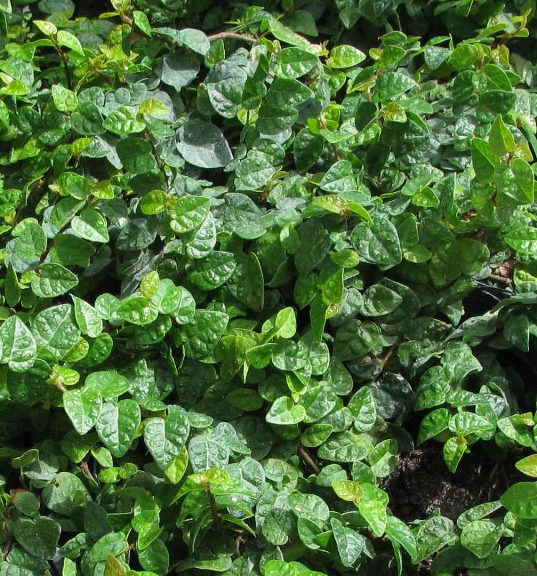 Creeping Rubber Plant