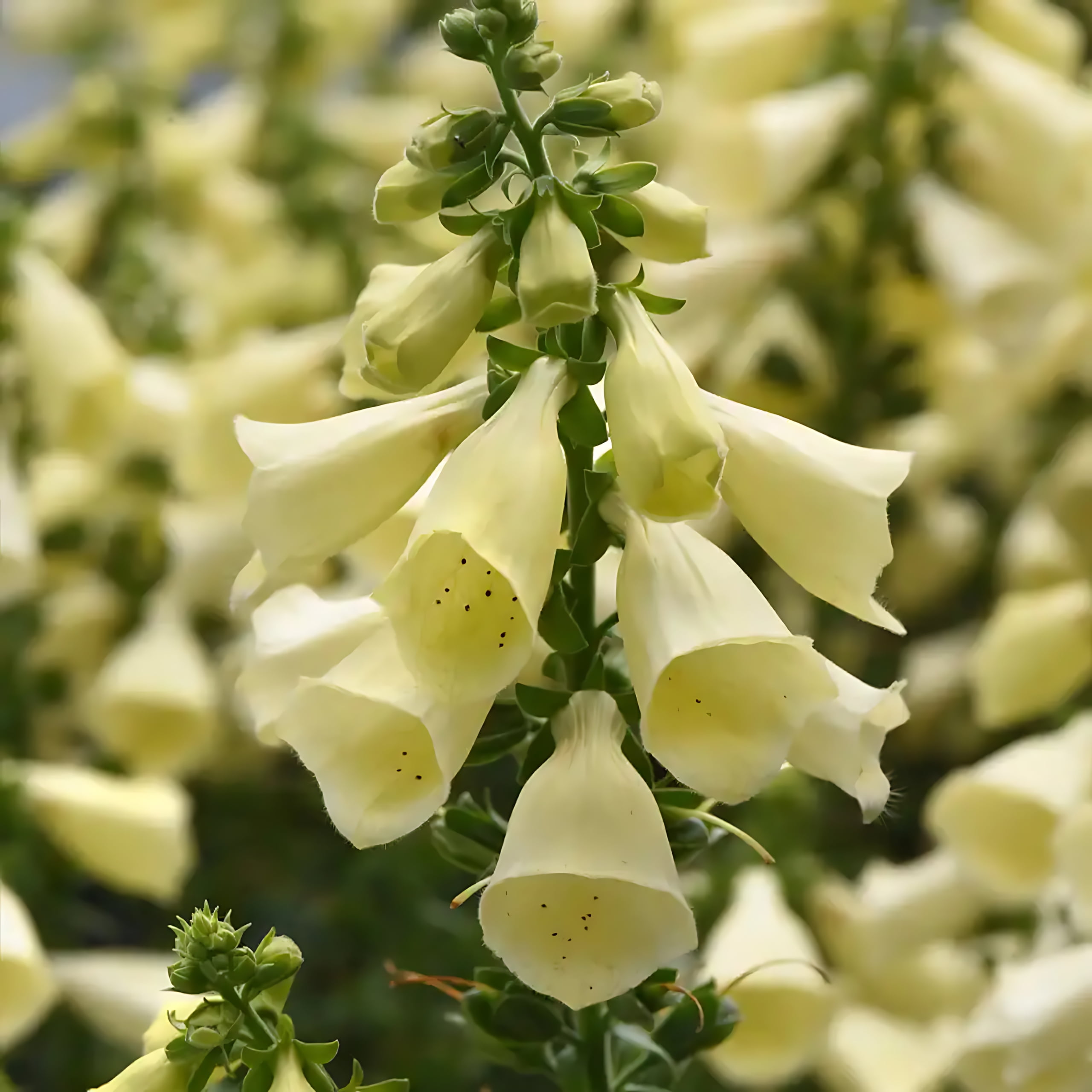 Classy Groundcovers, Digitalis ARCTIC FOX 'Lemon Cream', Digitalis ...