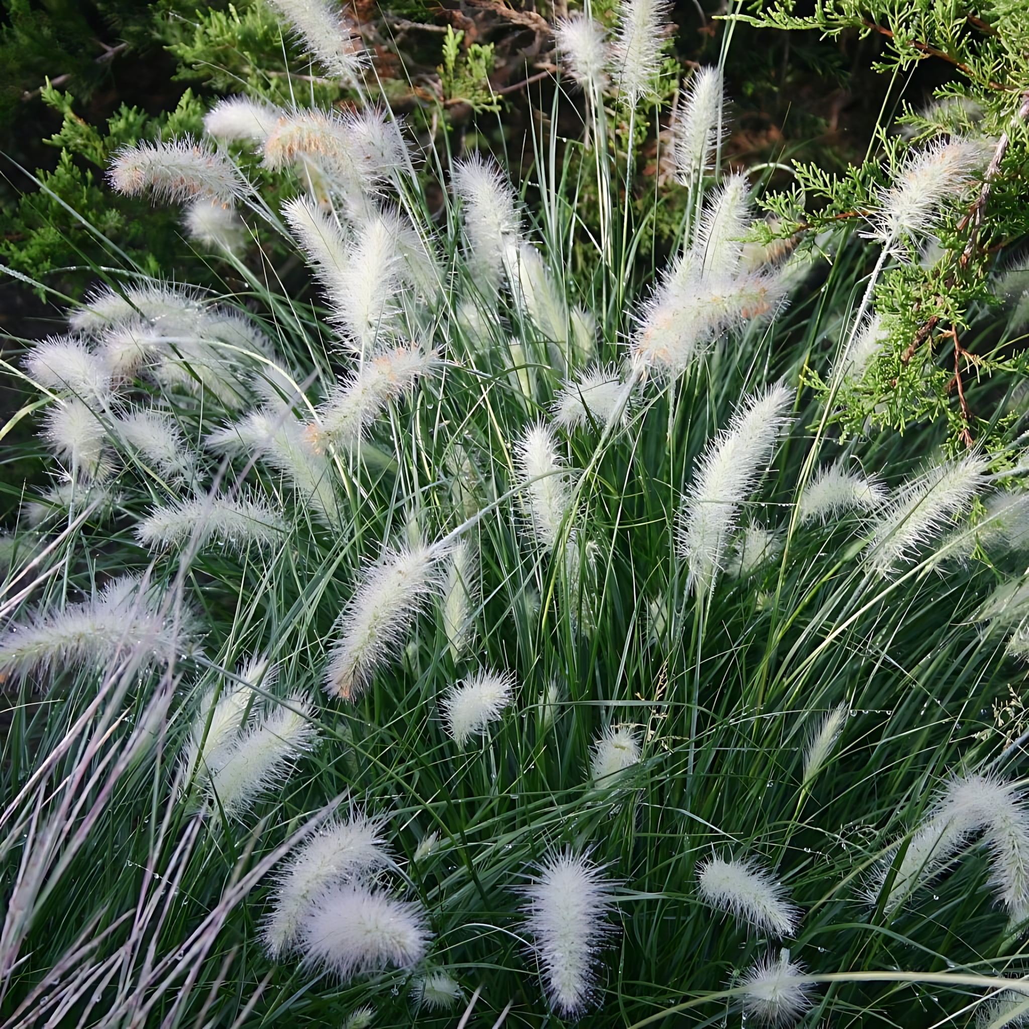 Classy Groundcovers, Dwarf Fountain Grass 'Piglet', Piglet Dwarf ...