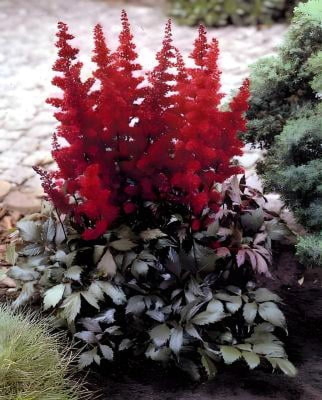 Classy Groundcovers, Red False Spirea, Japanese Astilbe, Goats Beard ...