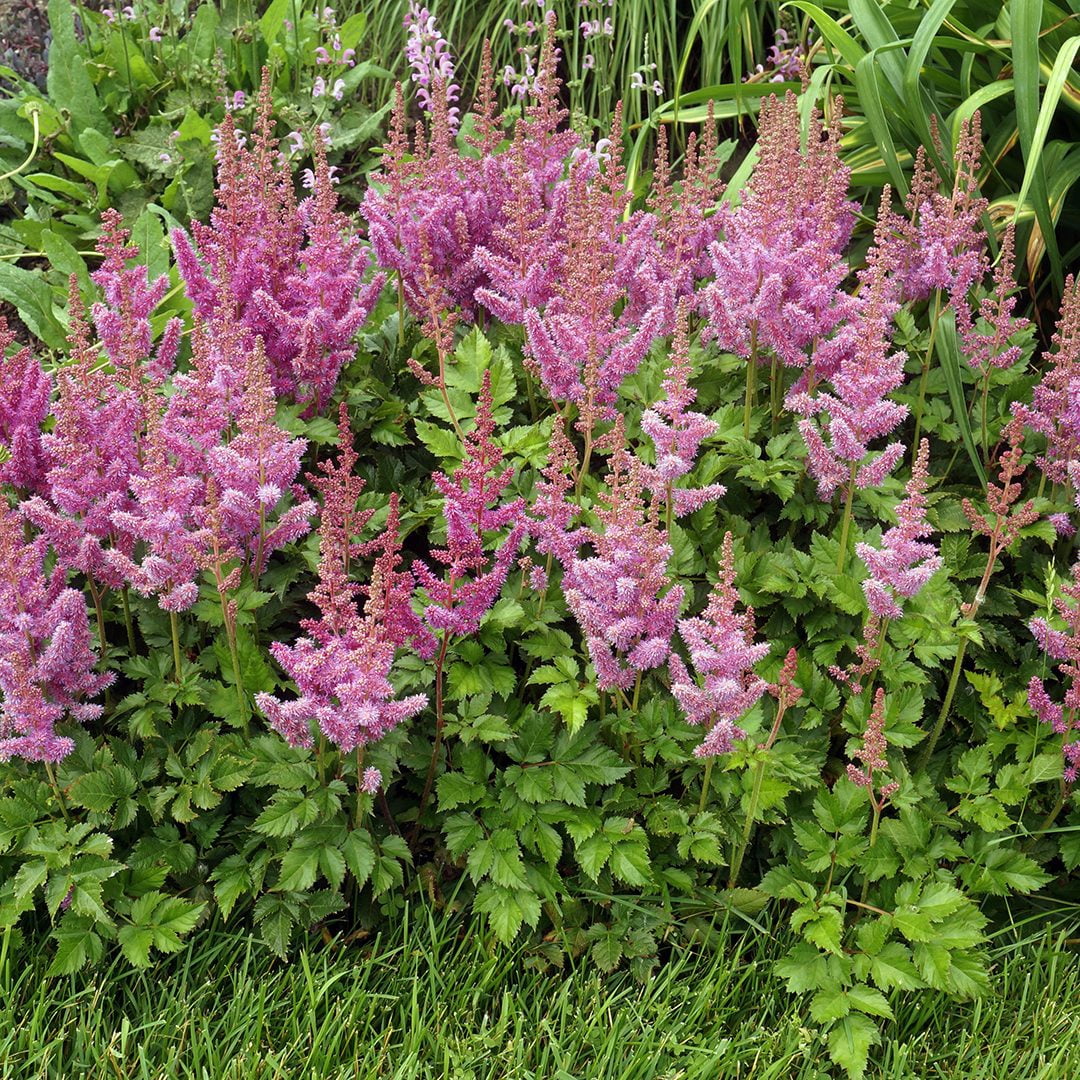 Classy Groundcovers, False Spirea 'Visions', Dwarf Chinese/Visions ...