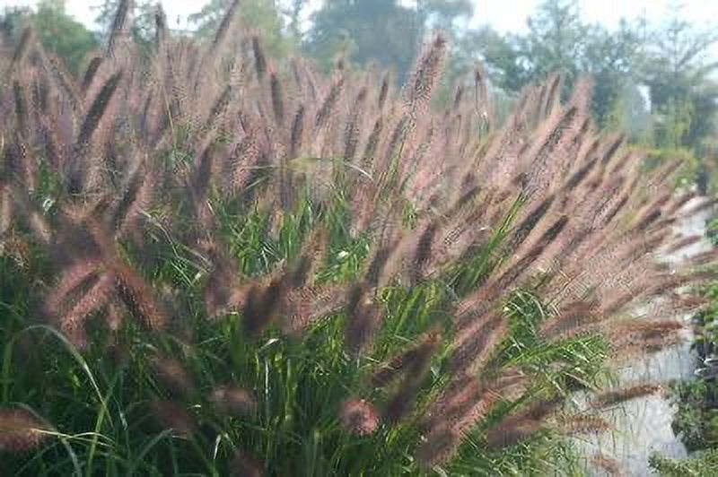 Classy Groundcovers, Fountain Grass 'Ginger Love', Ginger Love Fountain ...