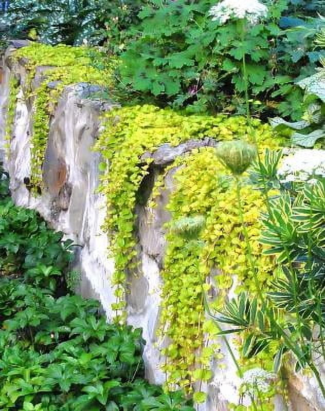 Classy Groundcovers, Golden Creeping Jenny, Golden Moneywort, Aurea Creeping Jenny (25 Pots, 3 1 ...