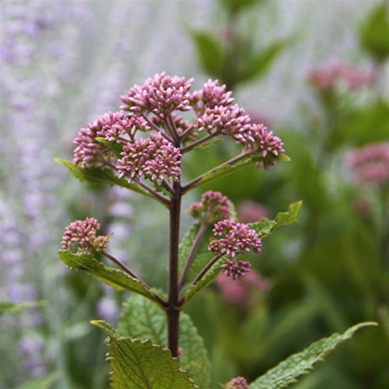Classy Groundcovers, Joe Pye Weed 'Baby Joe', Baby/Dwarf/Little Joe Pye ...