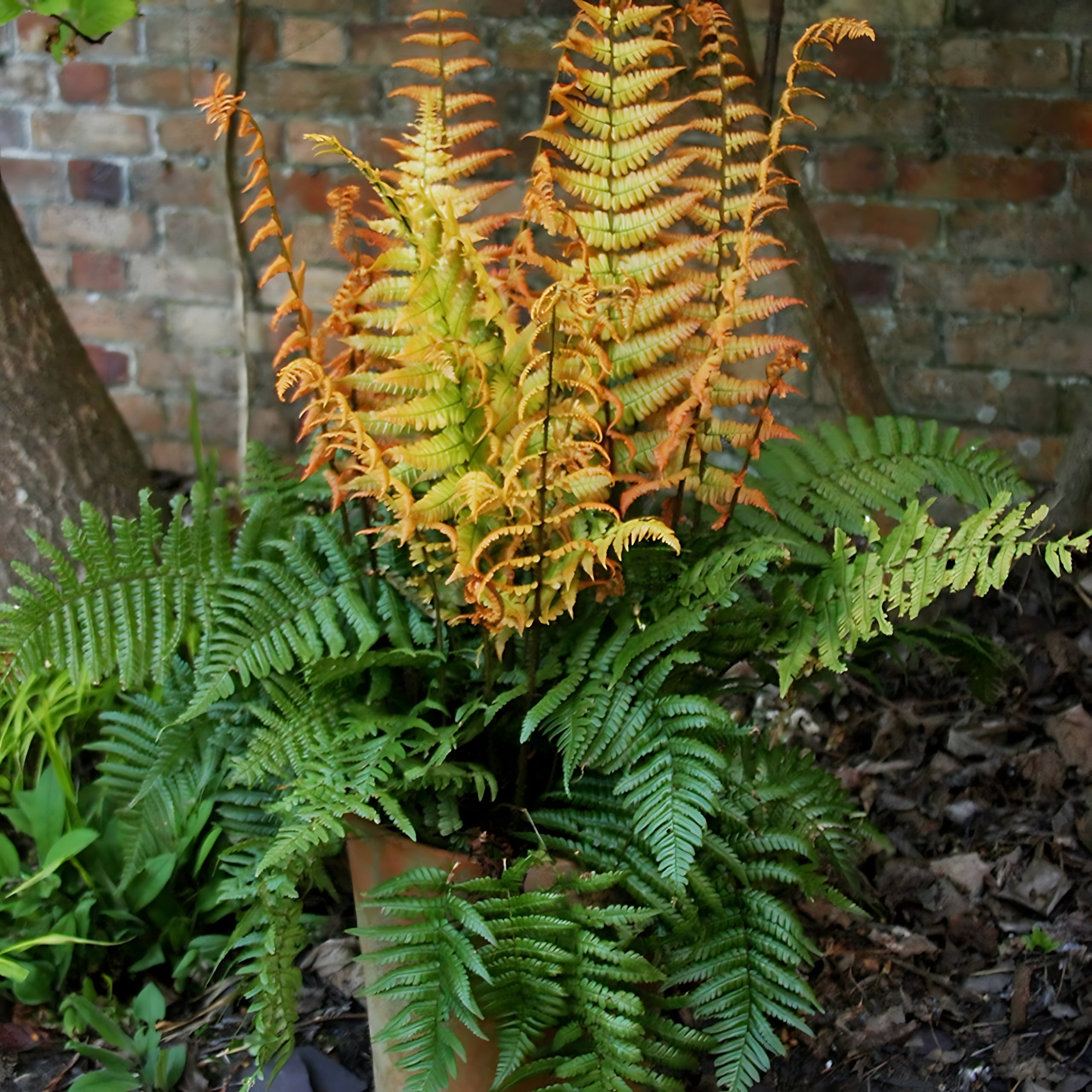 Classy Groundcovers, Jurassic Gold Wallich's Wood Fern, Jurassic Gold ...