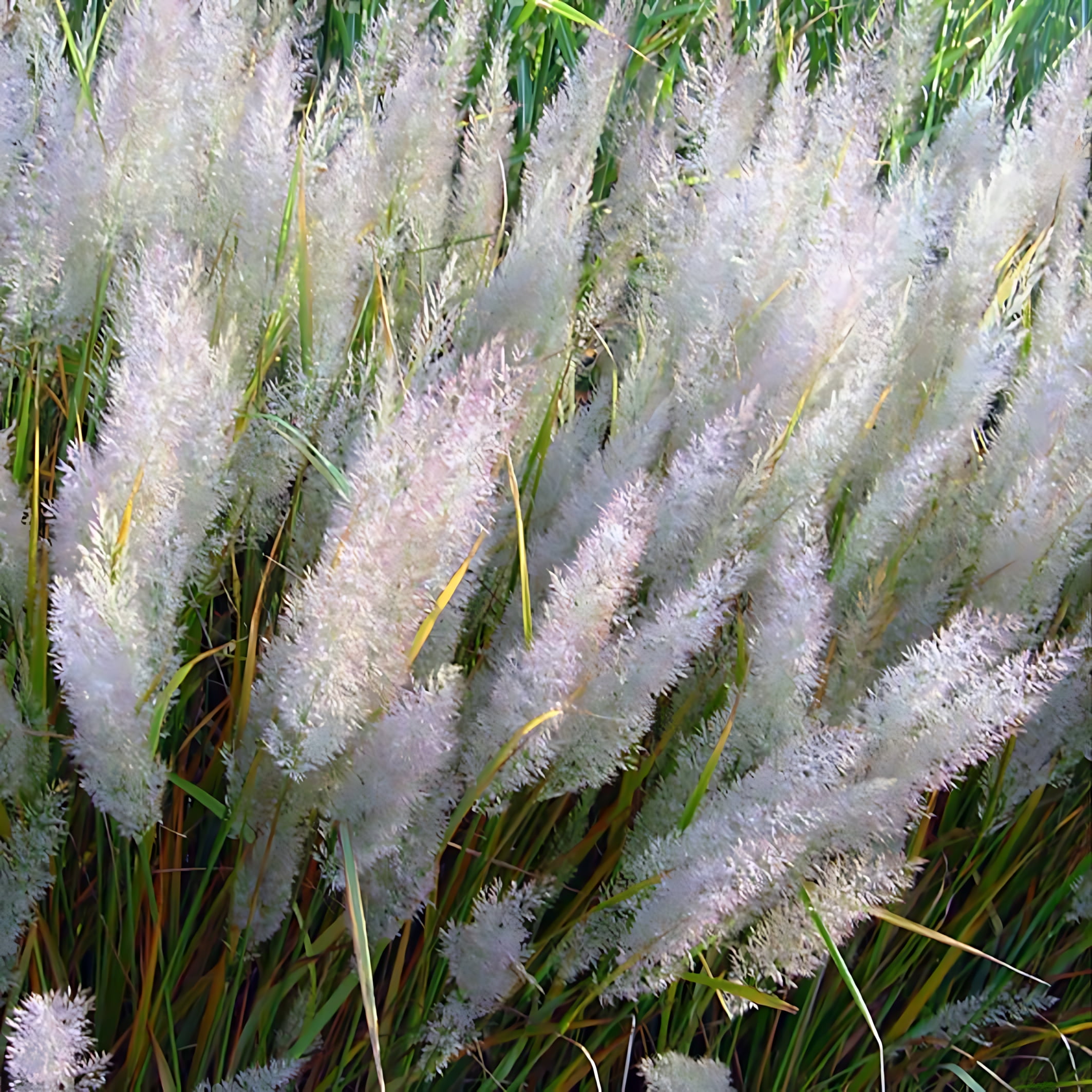Classy Groundcovers, Korean Feather Reed Grass, Diamond Grass, Foxtail ...