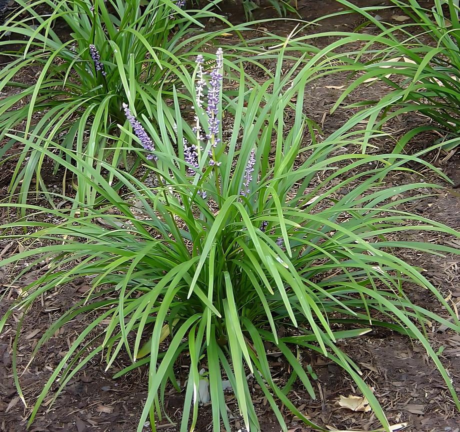 Monkey Grass Border