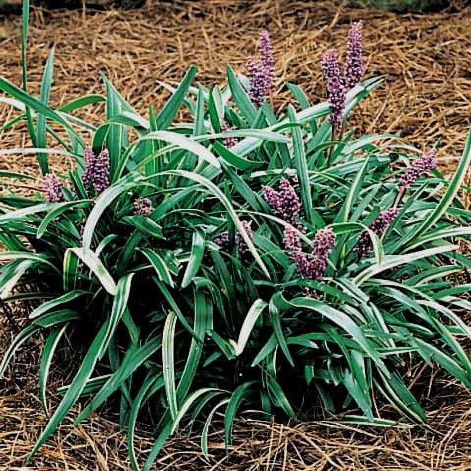 Dwarf Lilyturf
