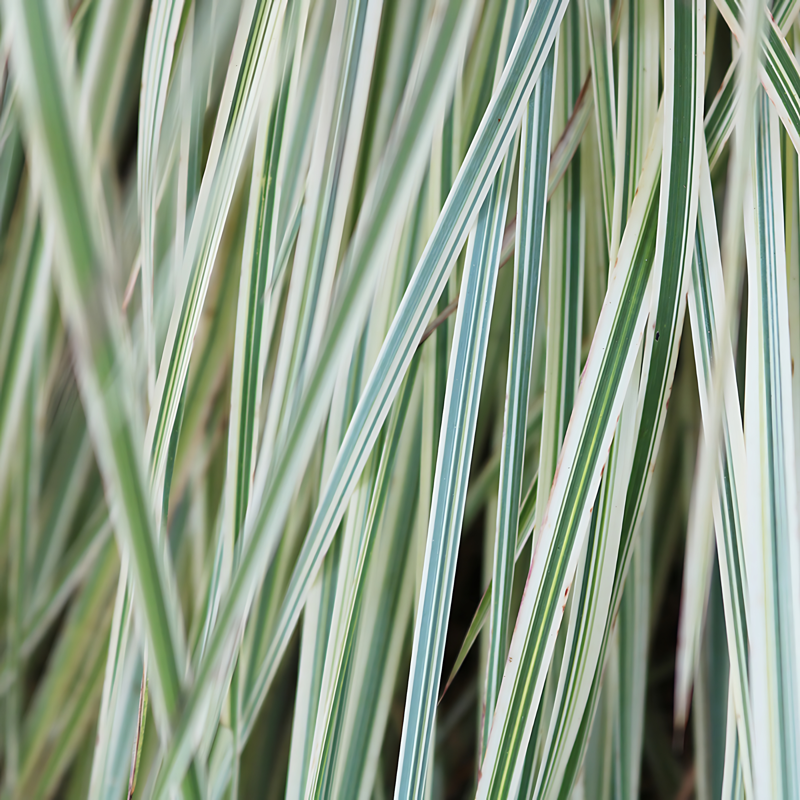 Classy Groundcovers, Little Bluestem 'Shining Star', Shining Star ...