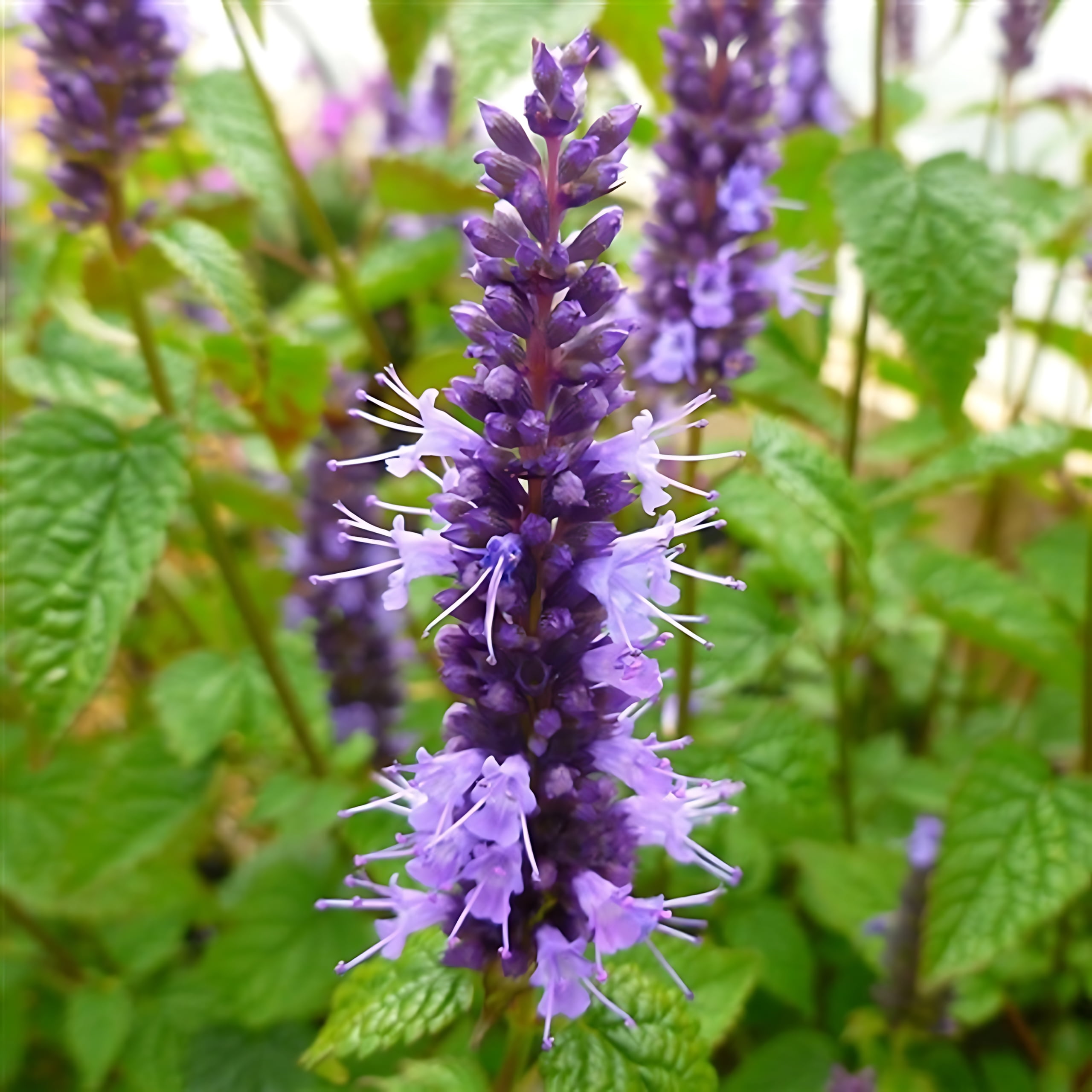 Classy Groundcovers, Mexican Hyssop 'Little Adder', Hummingbird Mint ...