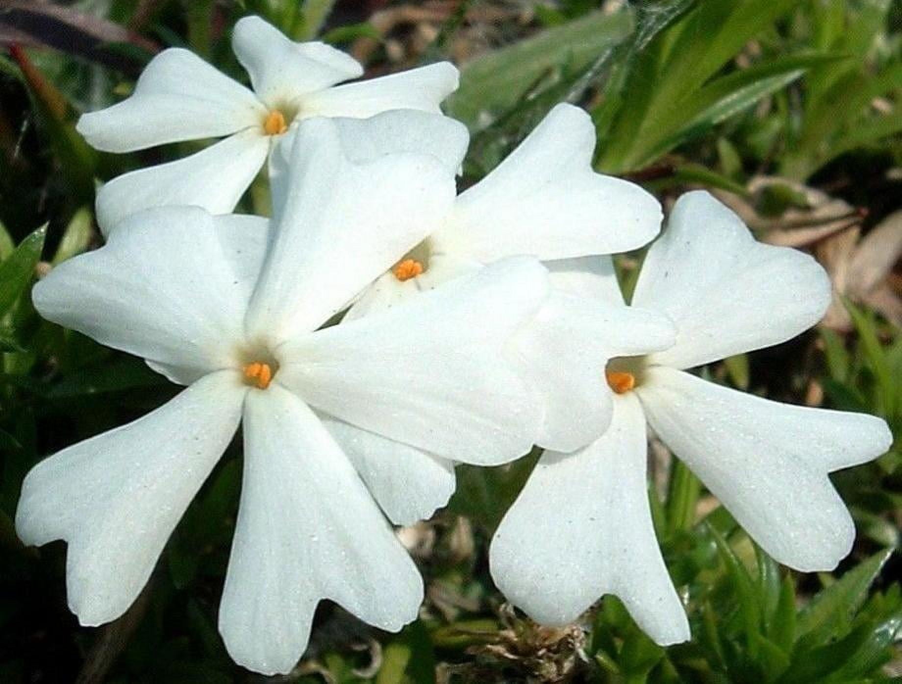 Classy Groundcovers, Phlox 'Snowflake' Creeping Phlox, Moss Phlox (flat ...