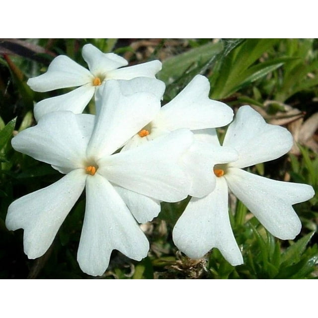 Classy Groundcovers, Phlox 'Snowflake' Creeping Phlox, Moss Phlox (flat ...
