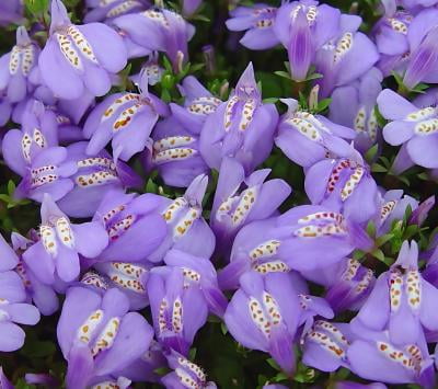 Classy Groundcovers, Purple Mazus, Purple Creeping Leopard's Tongue (25 ...