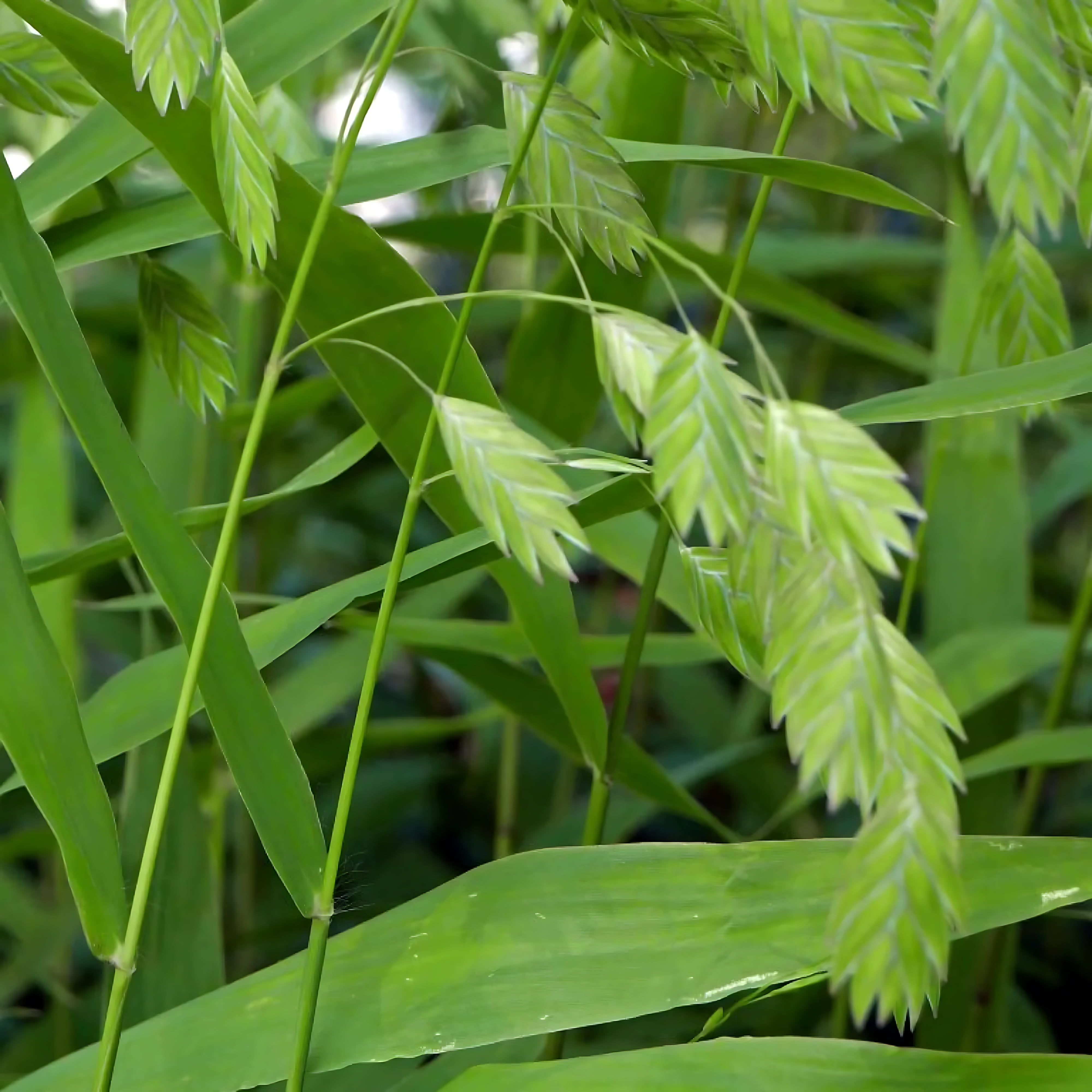 Classy Groundcovers, River Oats, Spangle Grass, Inland Sea Oats ...