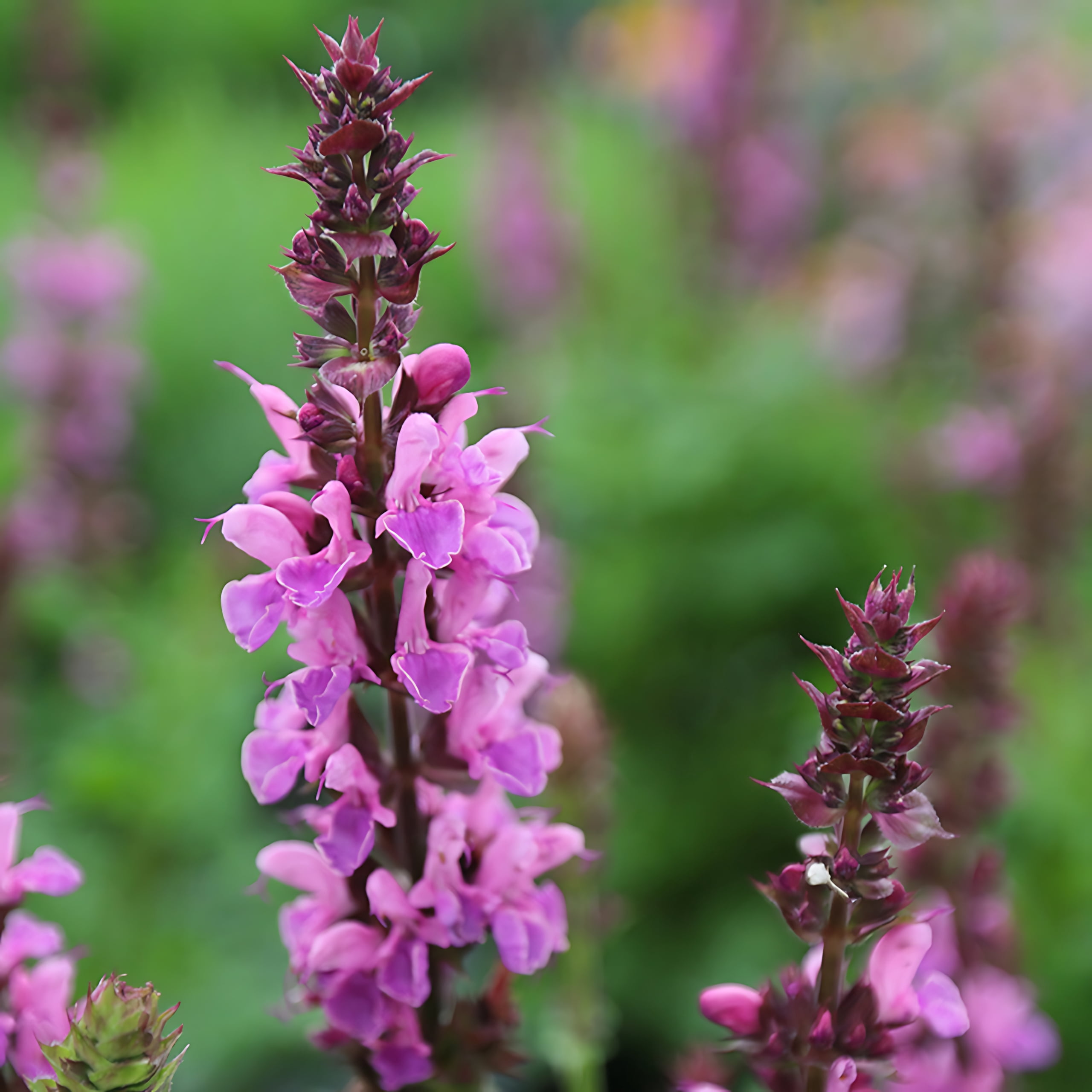 Classy Groundcovers, Salvia nemorosa 'Marvel Series Rose Marvel', S. x ...