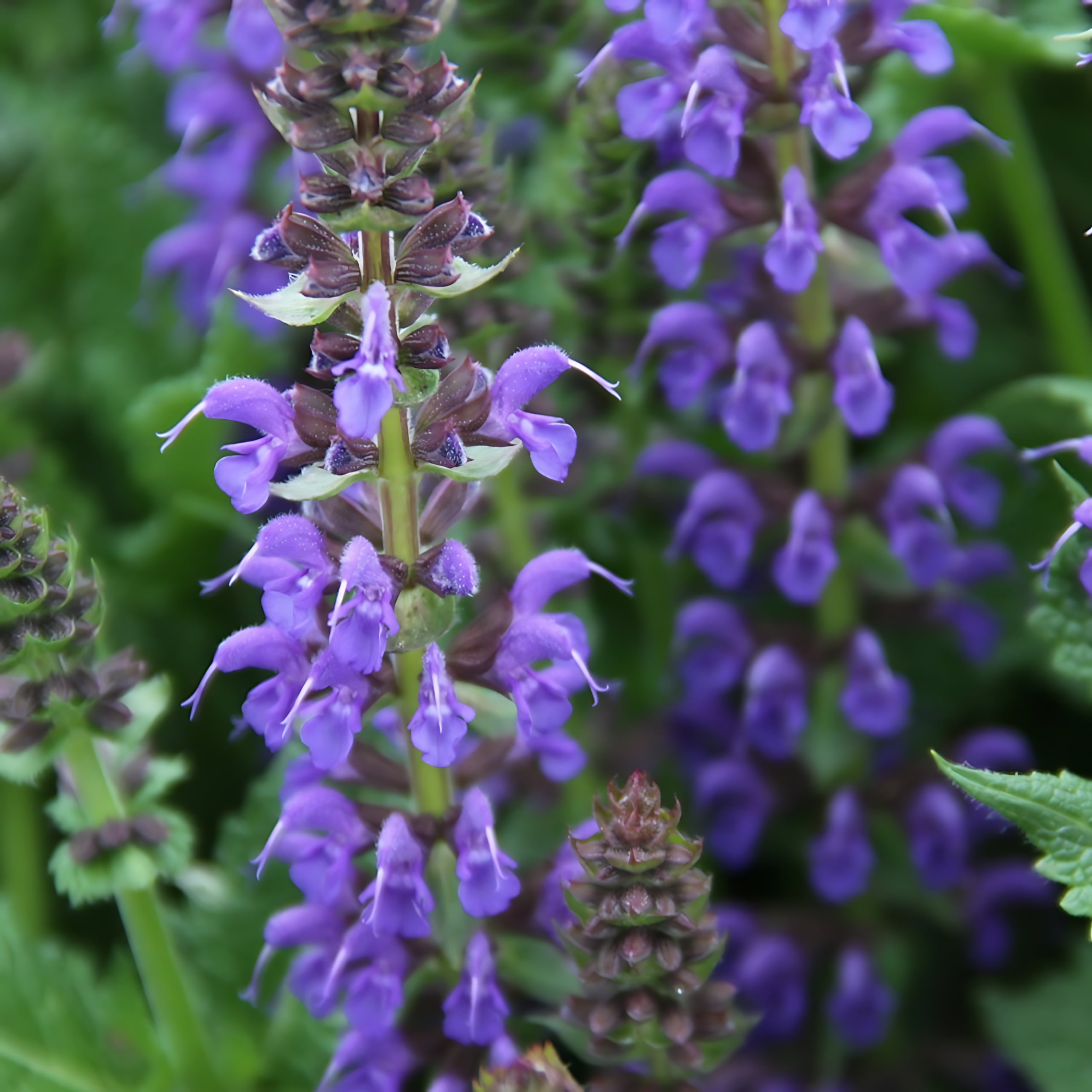 Classy Groundcovers, Salvia nemorosa 'Sallyrosa April Night', S. x ...