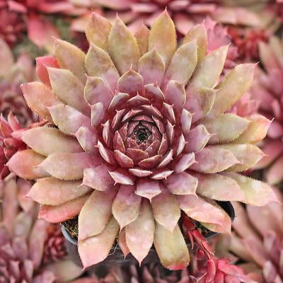 Classy Groundcovers, Sempervivum 'Royal Ruby' (tray of 50 cells ...