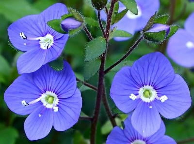 Classy Groundcovers, Speedwell 'Georgia Blue', Blue Speedwell (25 Pots ...