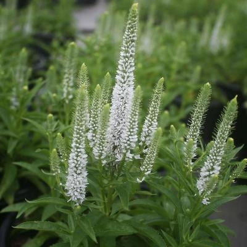 Classy Groundcovers, Speedwell 'Snow Candles', Spike Speedwell, White ...