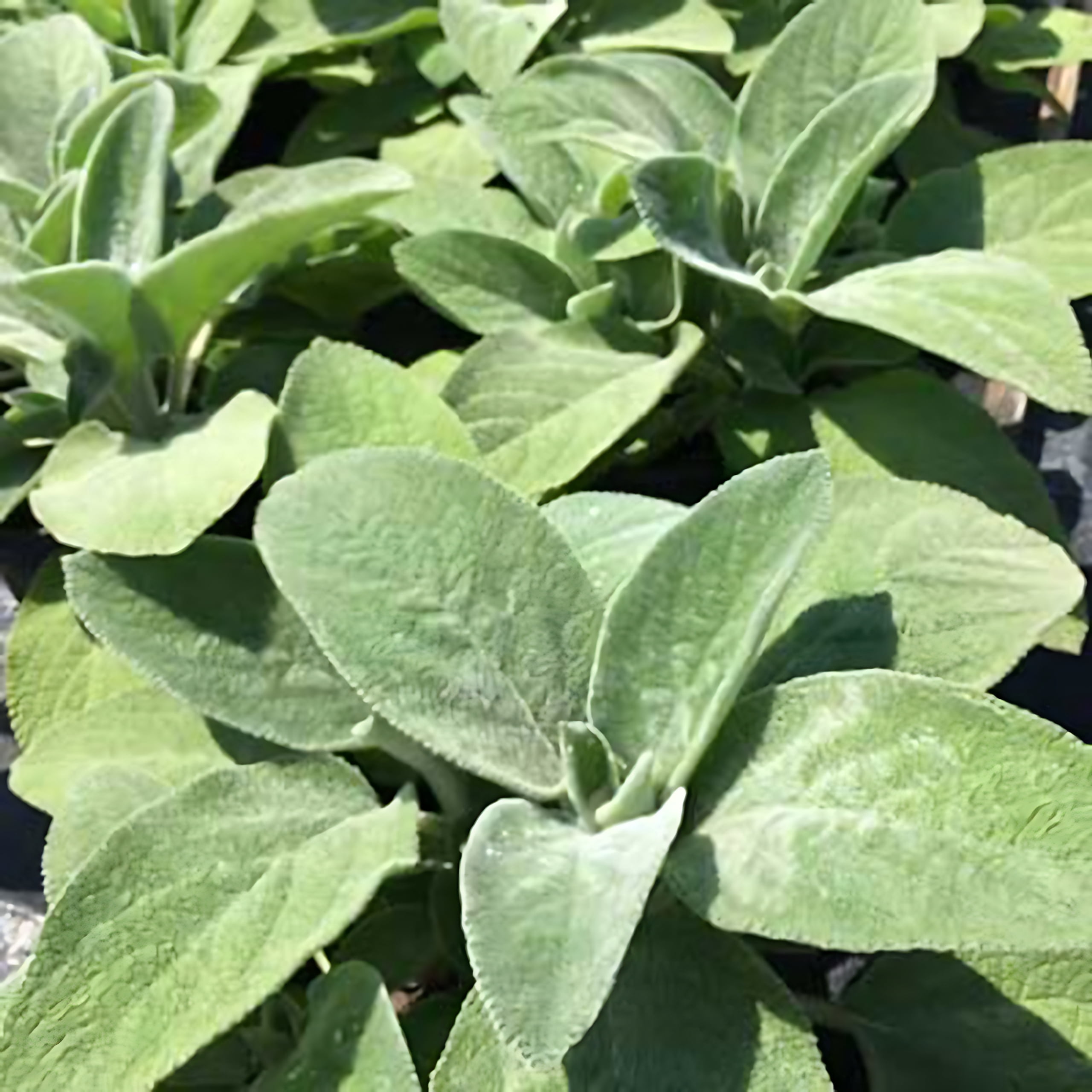 Classy Groundcovers, Stachys byzantina 'Helene von Stein', Stachys ...