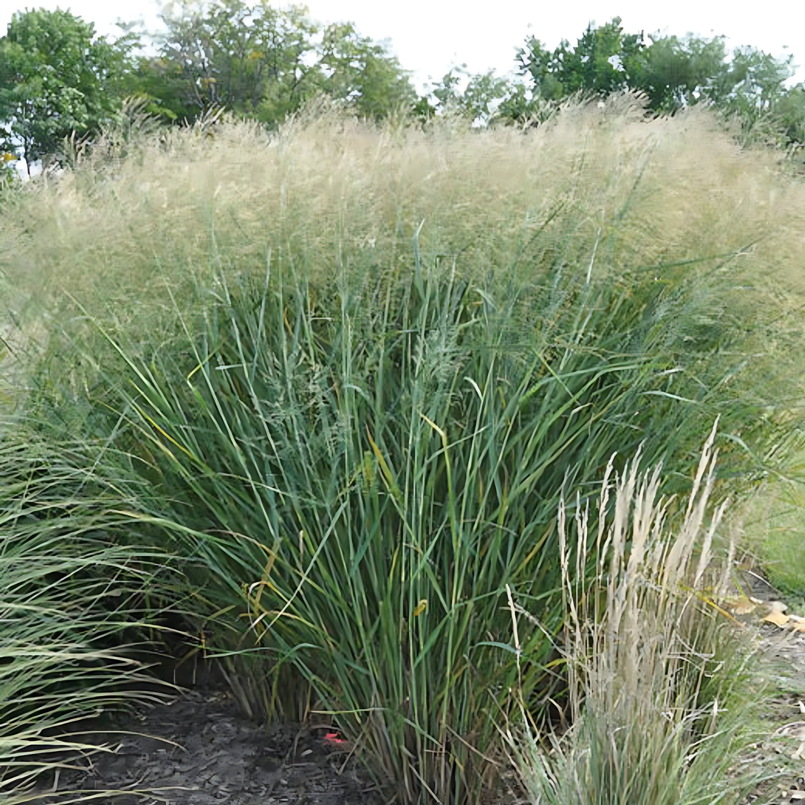 Classy Groundcovers, Switch Grass 'Cloud Nine', Cloud Nine Grass, Tall ...