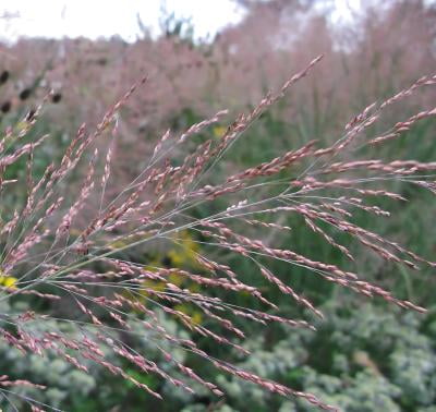 Classy Groundcovers, Switch Grass 'Dallas Blues', Dallas Blues ...