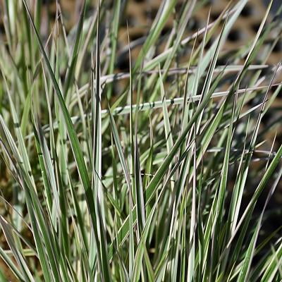 Classy Groundcovers, Variegated Feather Reed Grass 'Hello Spring ...