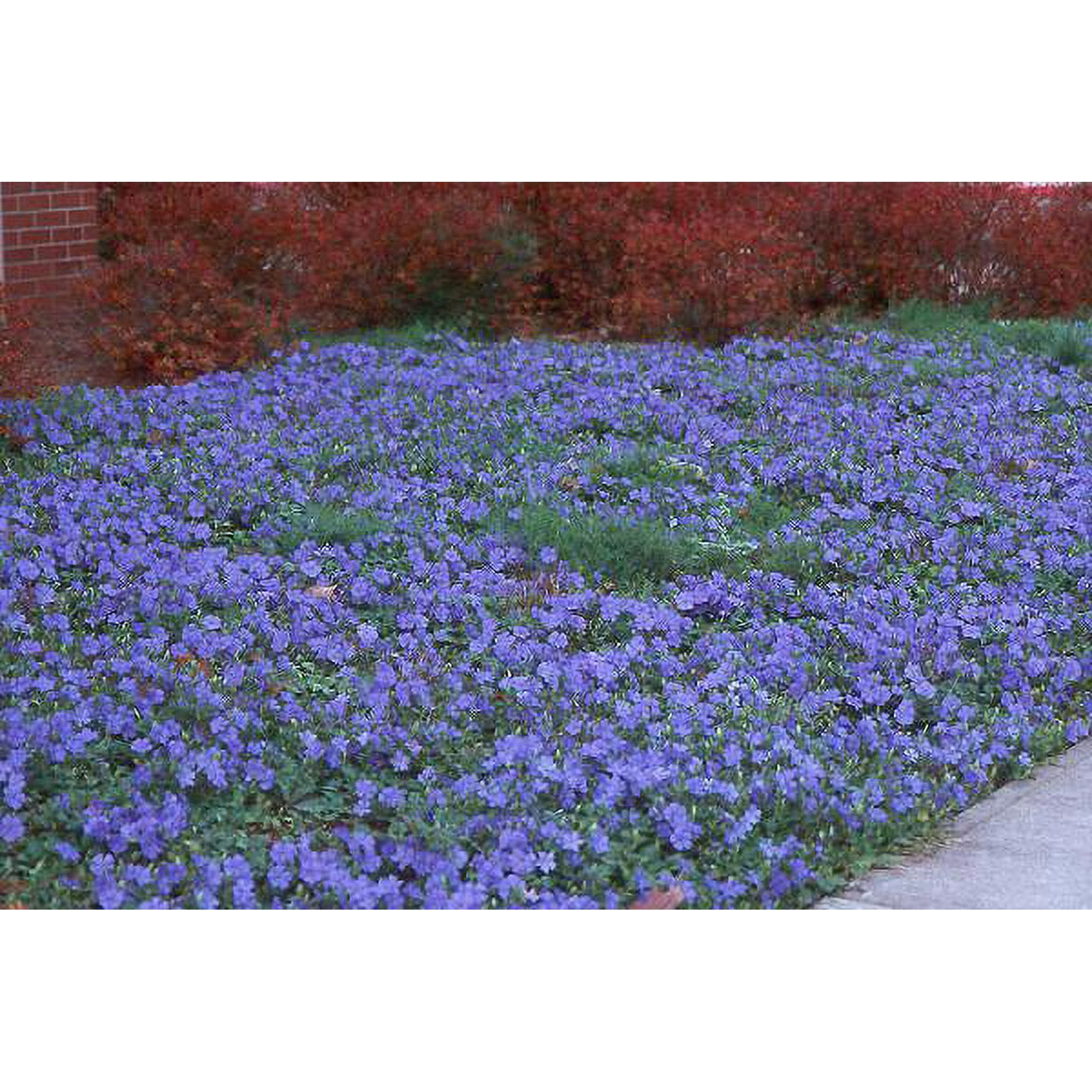 Ground Cover Plants Live Periwinkle Evergreen Vinca Minor Ground Cover ...