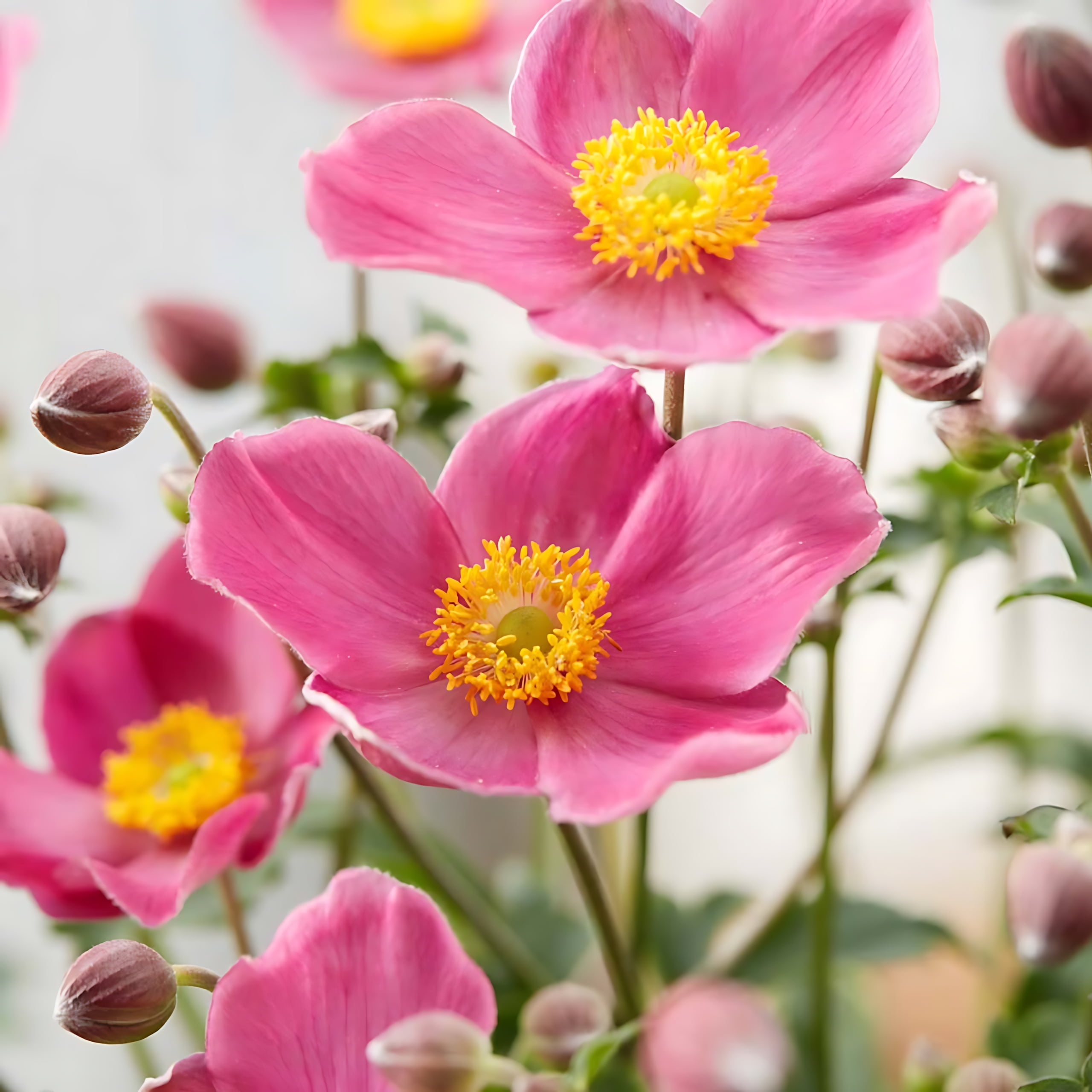 Classy Groundcovers, Wind Flower FANTASY 'Jasmine', Japanese Windflower ...