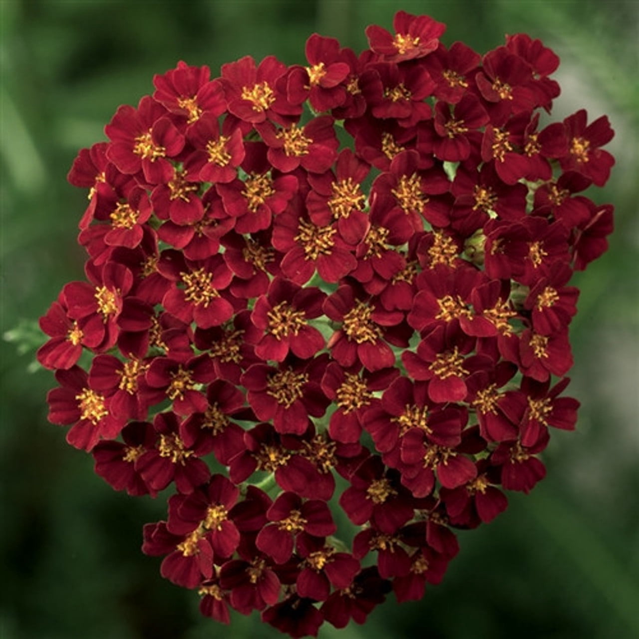 Classy Groundcovers, Yarrow DESERT EVE 'Red Improved', Red Yarrow ...