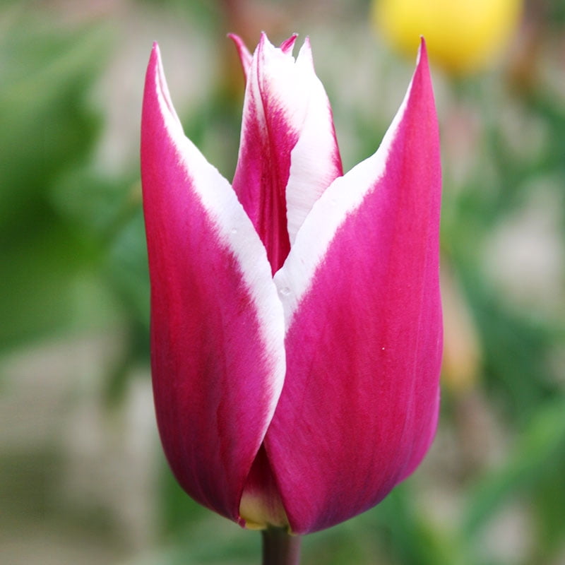 Claudia Lily Flowering Tulip Flower Bulbs - 10 Bulbs per Pack - Good as Cut Flowers - Good For ...