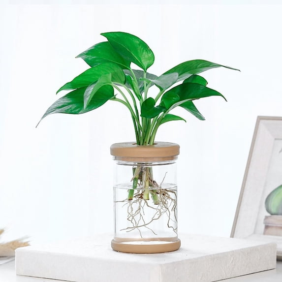 Clear Automatic Water Absorption Self Watering Hydroponic Flower Pot ...