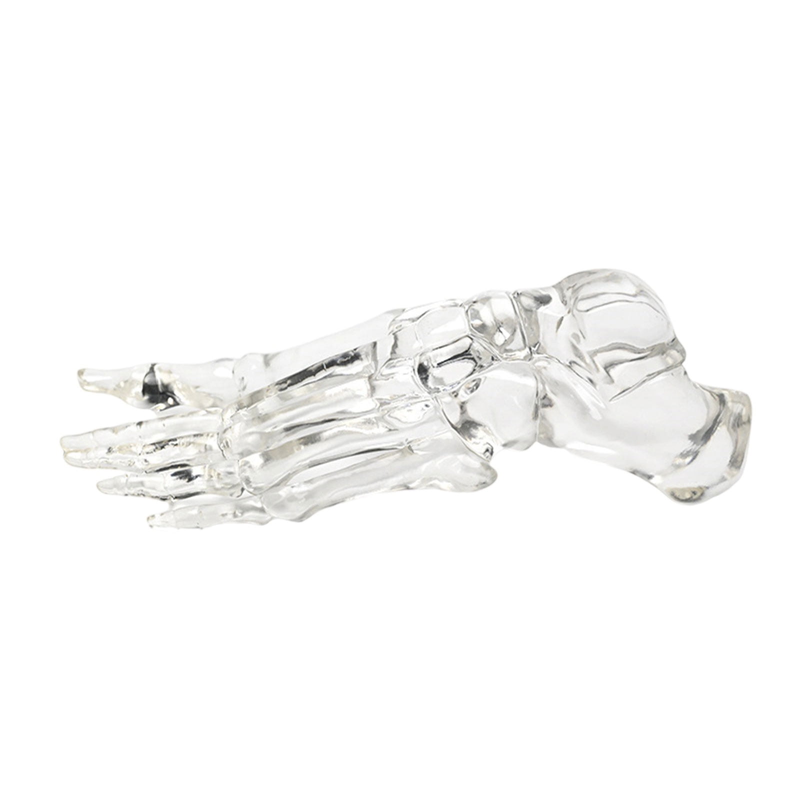 Clear Foot Joint Skeleton Model Anatomical Left Foot Ankle Skeleton ...