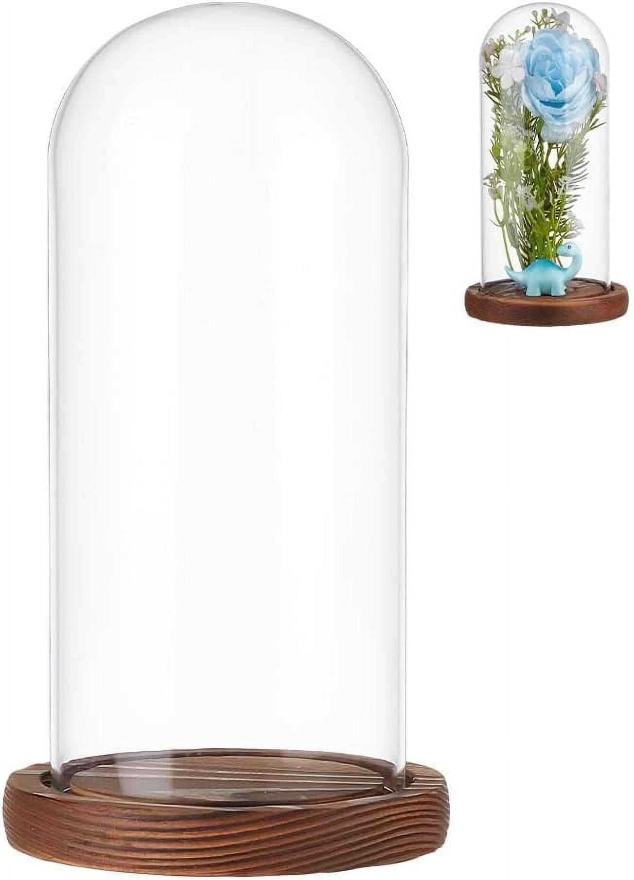 Clear Glass Dome Clear Glass Display Case with Camel Wood Base ...