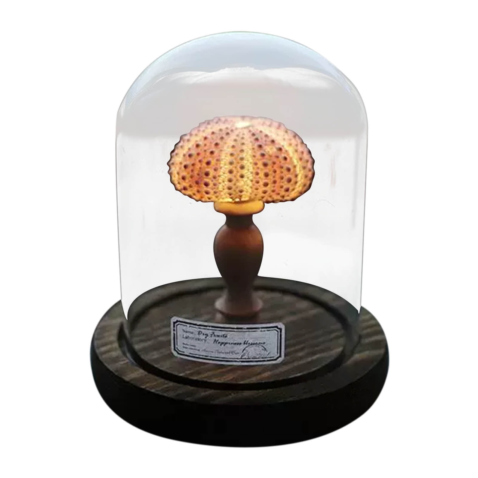 Clear Glass Dome Cloche with LED Lights, Non-finished Product Simples ...